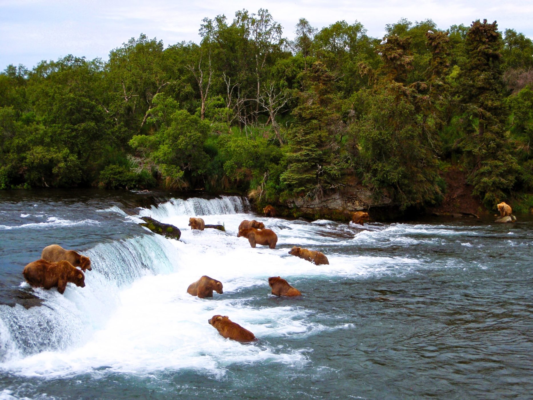 Beryl Air | Scenic Sea Plane Tours & Bear Viewing in Homer, AK